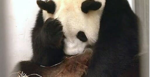 El único oso panda marrón fue repudiado cuando era bebé - ahora ...