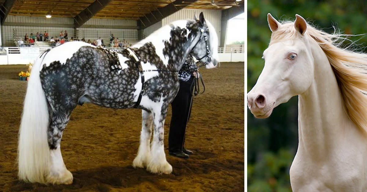 9 caballos raros con colores increíbles. #6 es mi absoluto preferido.