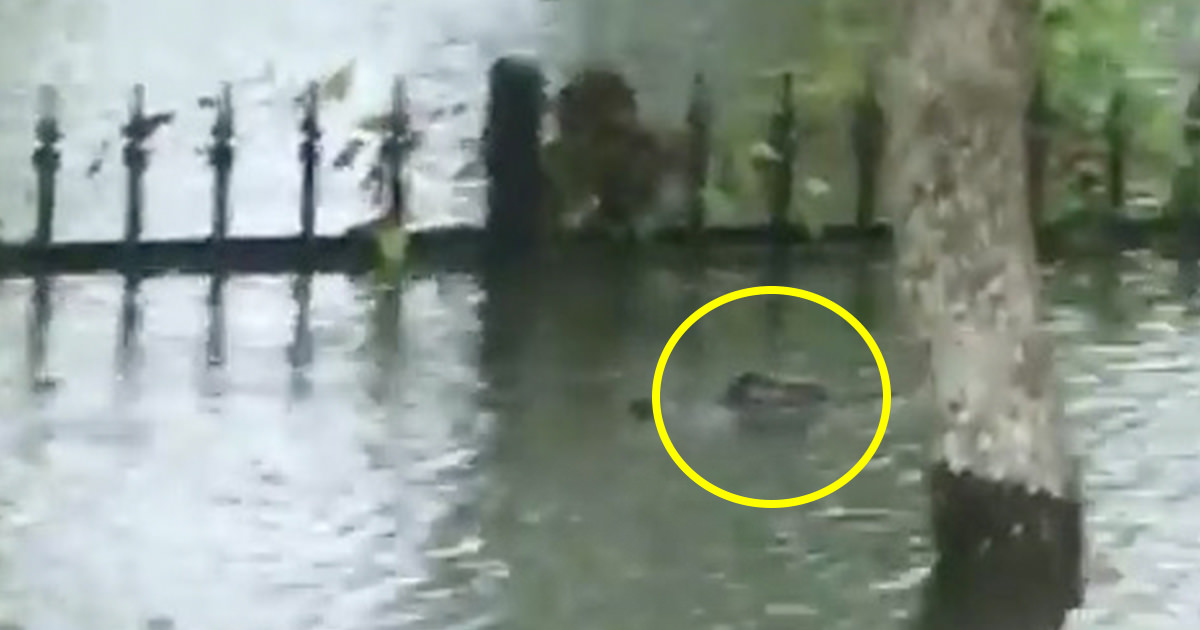 Mujer ve dos manchas oscuras en su jardín inundado, corre y cierra la ...