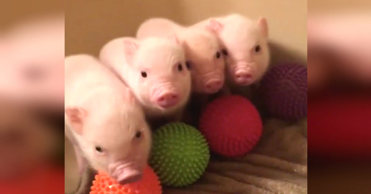 Adorables cerditos toman su primer baño y sus ruiditos derretirán tu ...