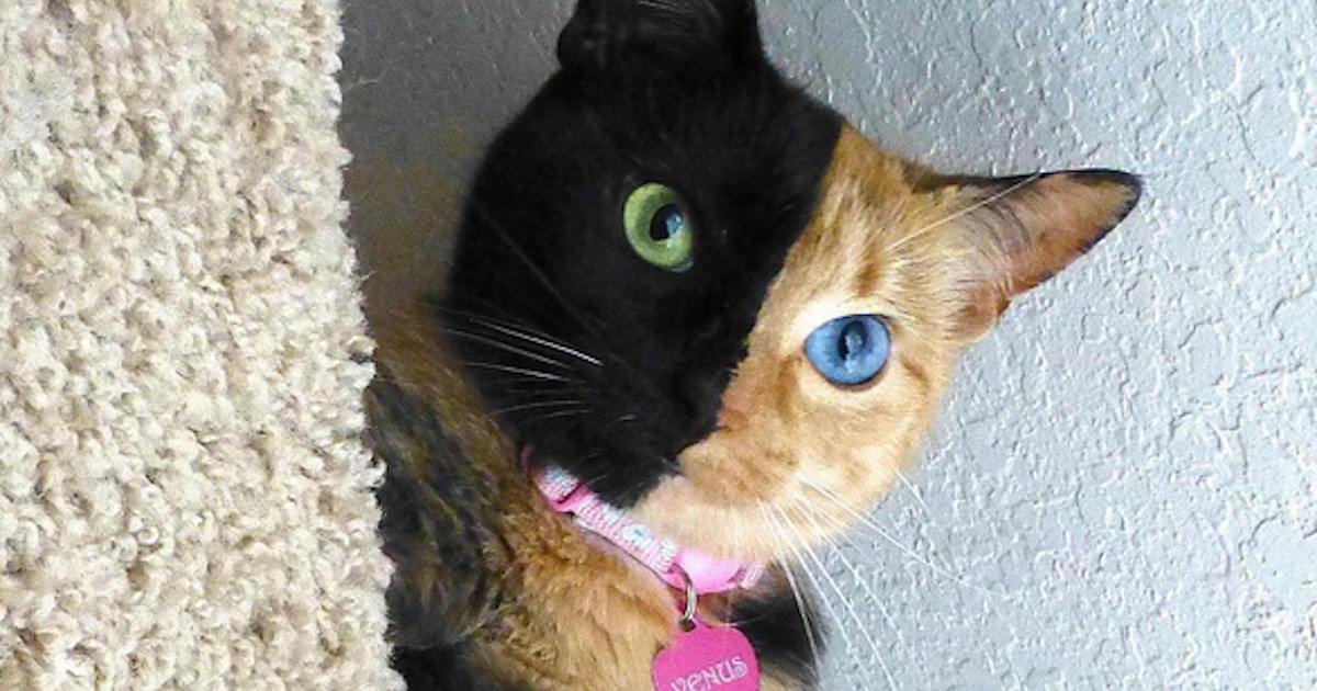 Conoce a Venus, el gato de dos caras que asombra al mundo.