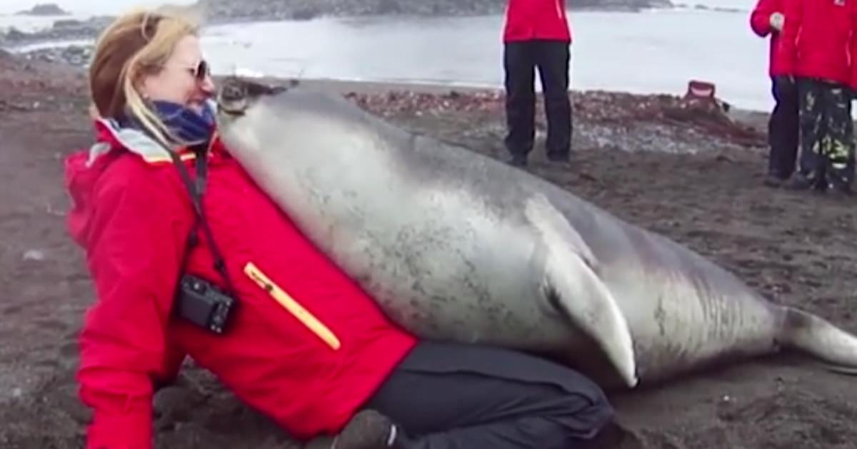 La foca elefante bebé necesitaba amor y la encontró a ella
