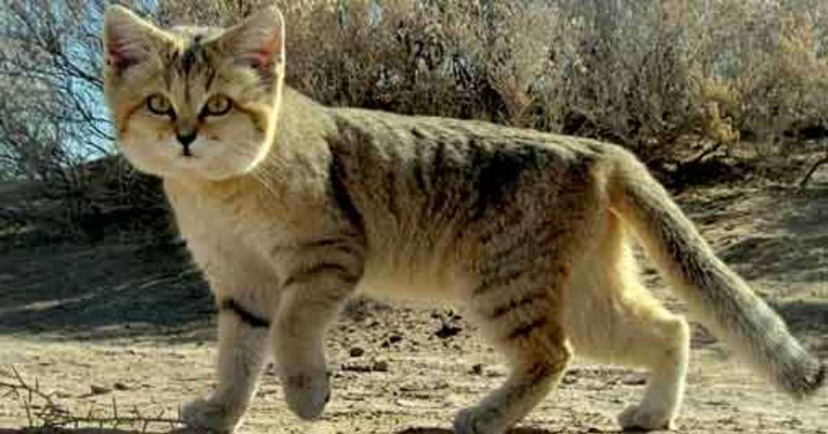 El gato de arena fue fotografiado por primera vez en 10 años – creían ... El gato de arena fue fotografiado por primera vez en 10 años – creían ...