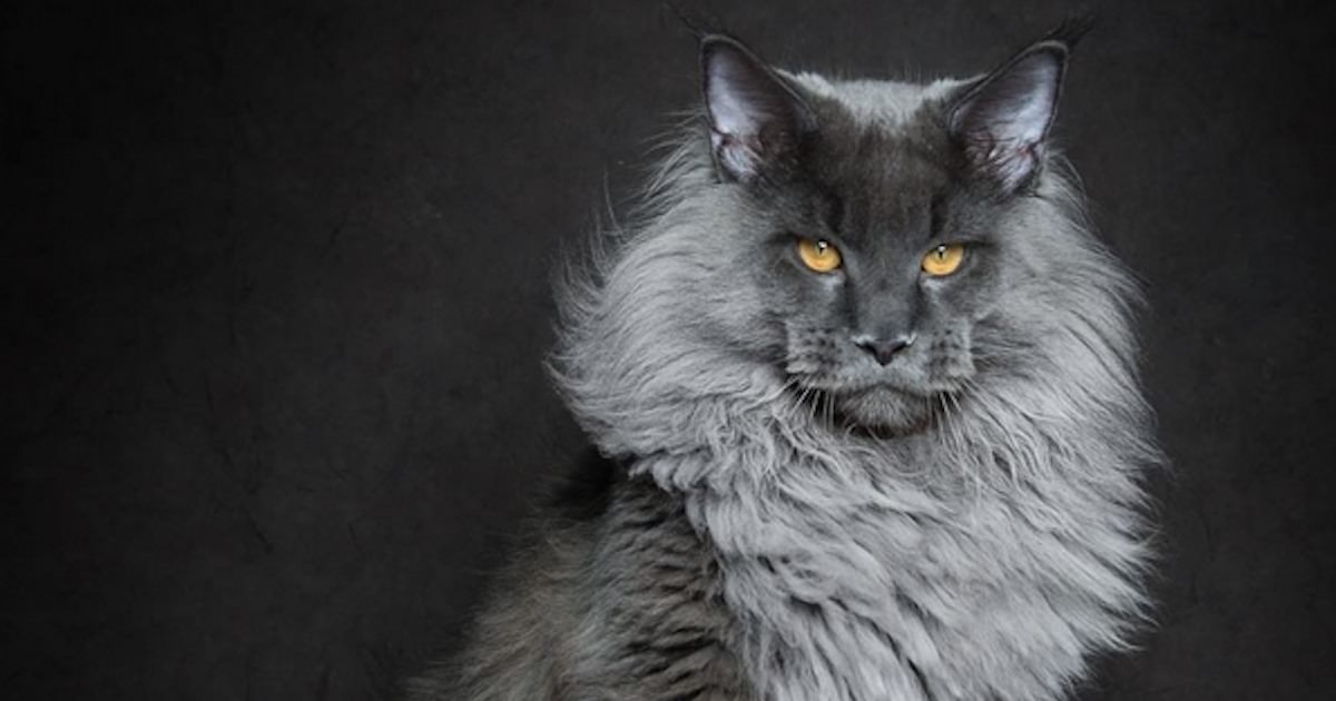 Fotógrafo capta la imponente belleza de los gatos “Maine Coon”