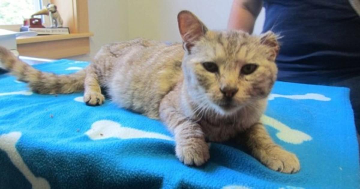 Gato perdido en una tormenta de nieve encuentra el camino a casa tras ...