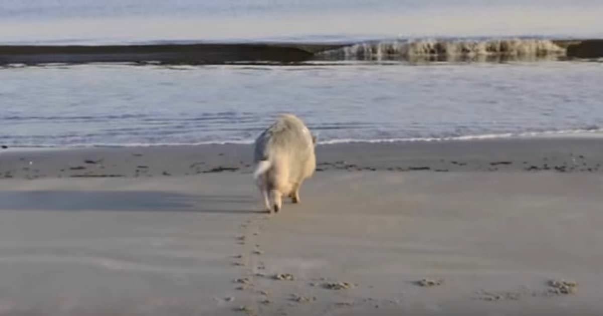 Sueltan al marrano en la playa y empiezan a filmar. 40 segundos después ...