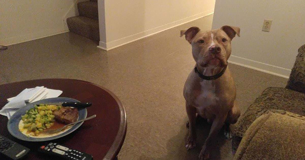 Parece que él está haciendo el ridículo – entonces el perro abre la ...