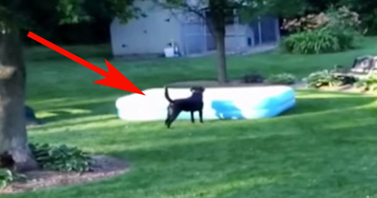 Los niõs se esconden debajo la piscina. Entonces el perro pone a todos ...