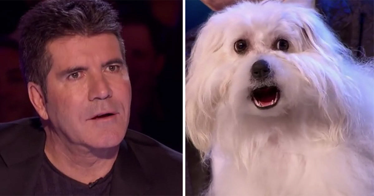 El perro habla francés y el jurado se sorprende. Pero cuando se pone a ...