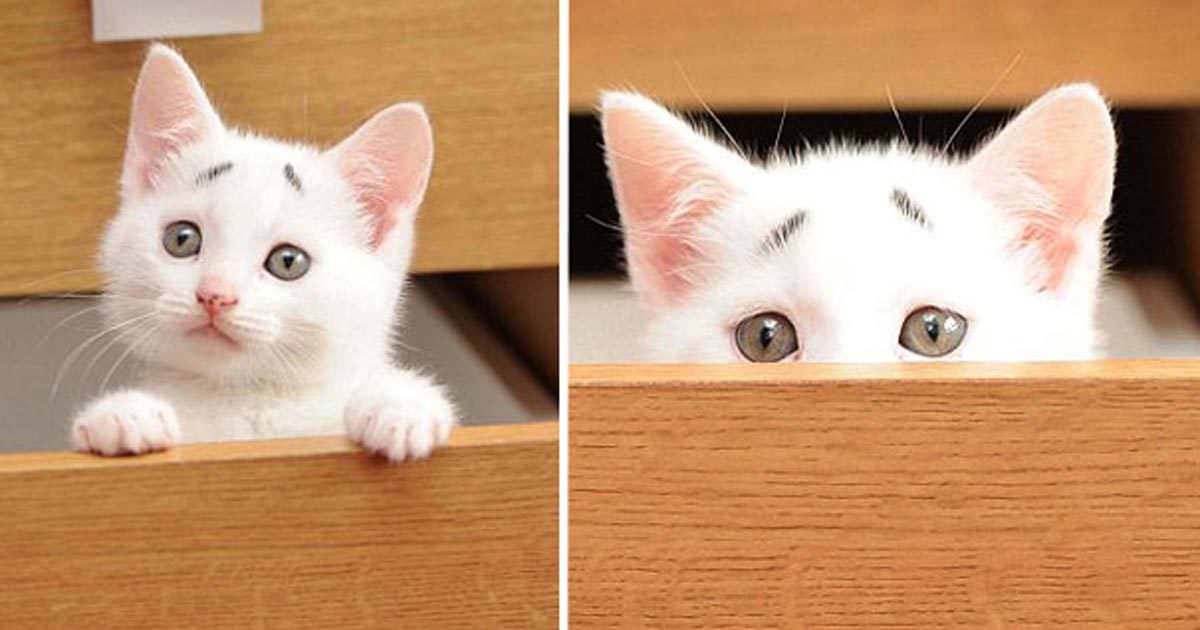 El gatito tiene unas cejas únicas que sorprenden a un mundo entero. Así ...