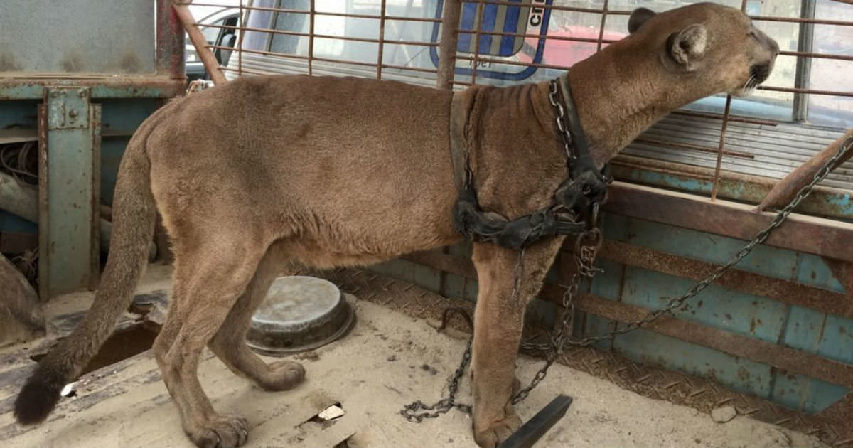 El animal de circo estuvo encadenado por 20 años. Aquí toma sus ...