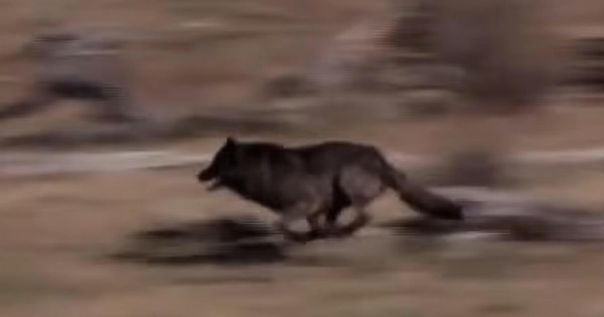 lobo - Lee todo lo último sobre lobo on Newsner