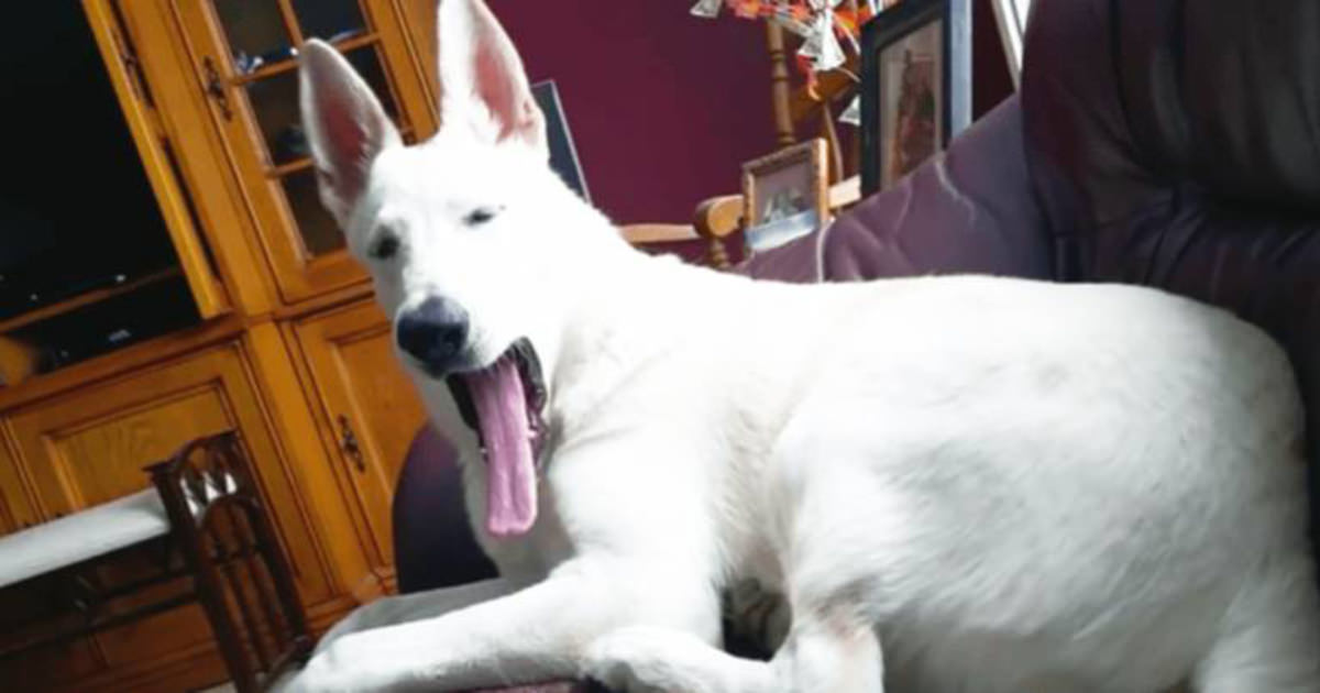 La inesperada reacción del cachorro con su propio pedo te va a poner a ...