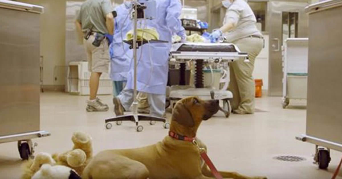 El perro espera a su amigo durante la operación. Pero cuando veo quién ...