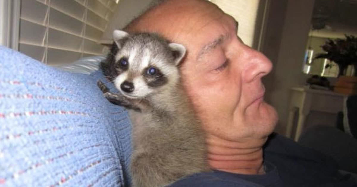 Este mapache se niega a dejar a la familia que salvó su vida.