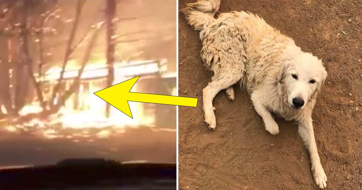 El perro se niega a moverse cuando estalla el incendio, entonces el ...