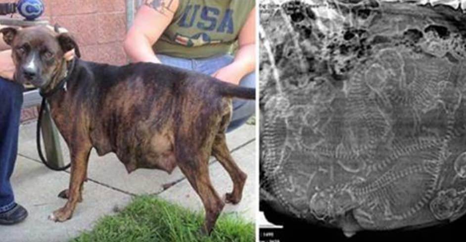 Familia le da un hogar seguro a la perrita embarazada, así finalmente ...