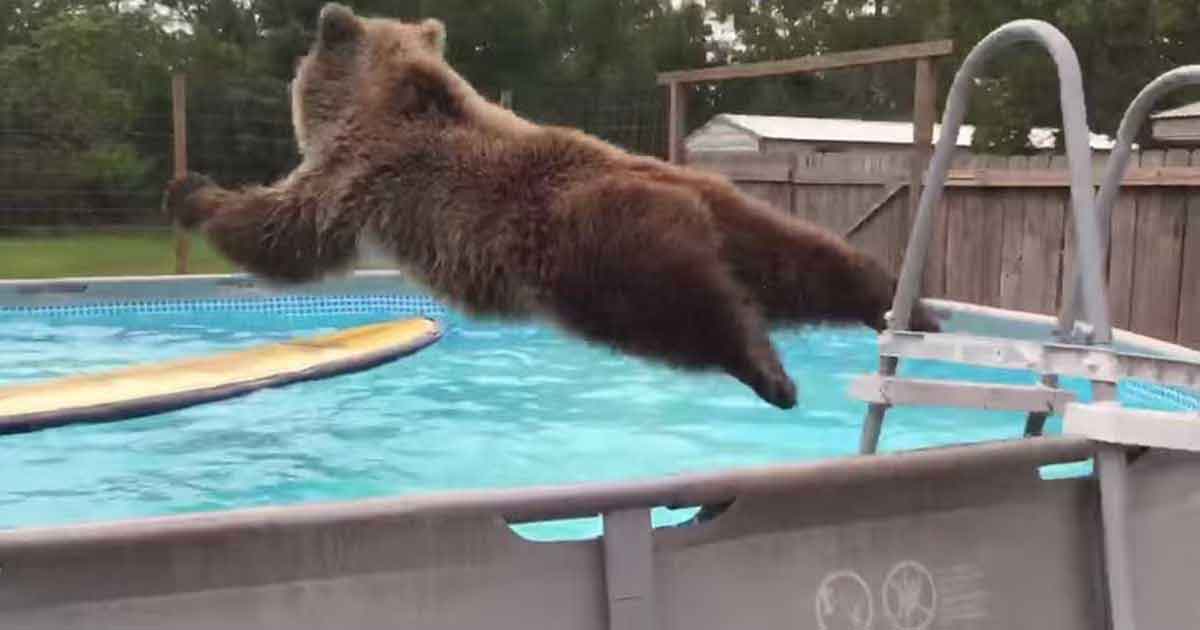 Oso grizzly hace panzazo en piscina, su reacción es genial