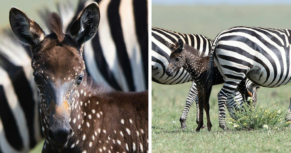 Único: Nace una zebra con puntos en vez de rayas en reserva natural