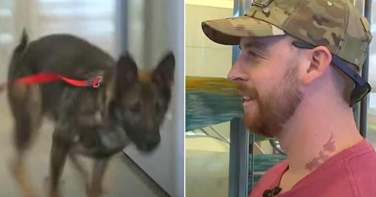 Dog was separated from his owner – 3 years later, the best friends ...
