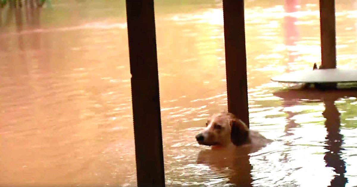 Helpless dog was chained to a house during a flood, but they’ll stop at ...