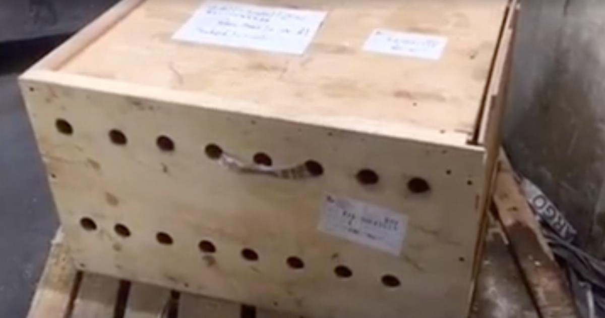 Mysterious box is left at airport - 7 days later it breaks open and no ...