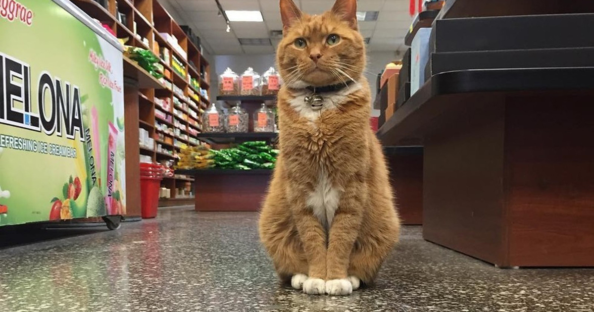 Nine years without a single day off – this ginger cat has an impressive ...