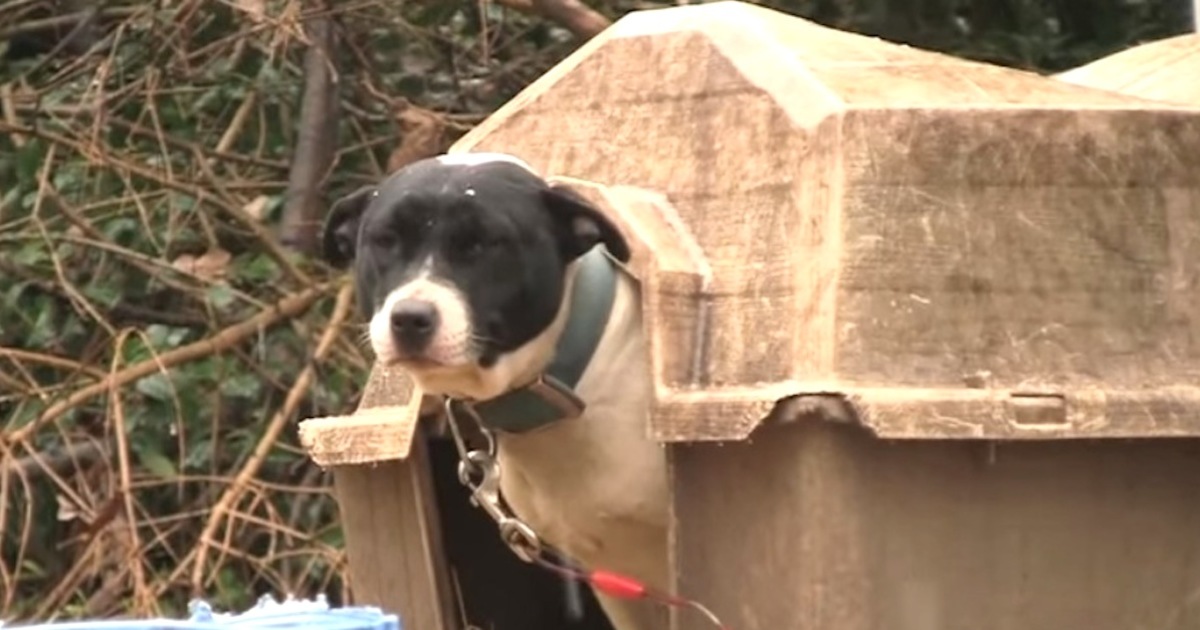 After A Life In Chains, These Two Dogs Are Finally Set Free.