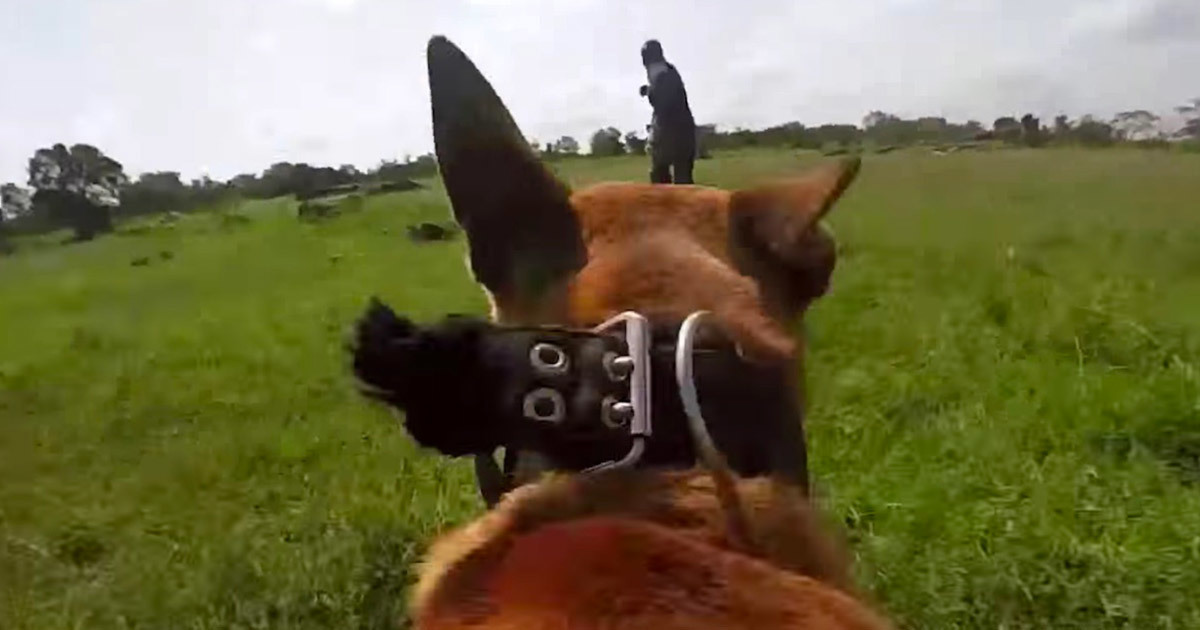 Meet the brave dog who protects his endangered rhino friend from poachers
