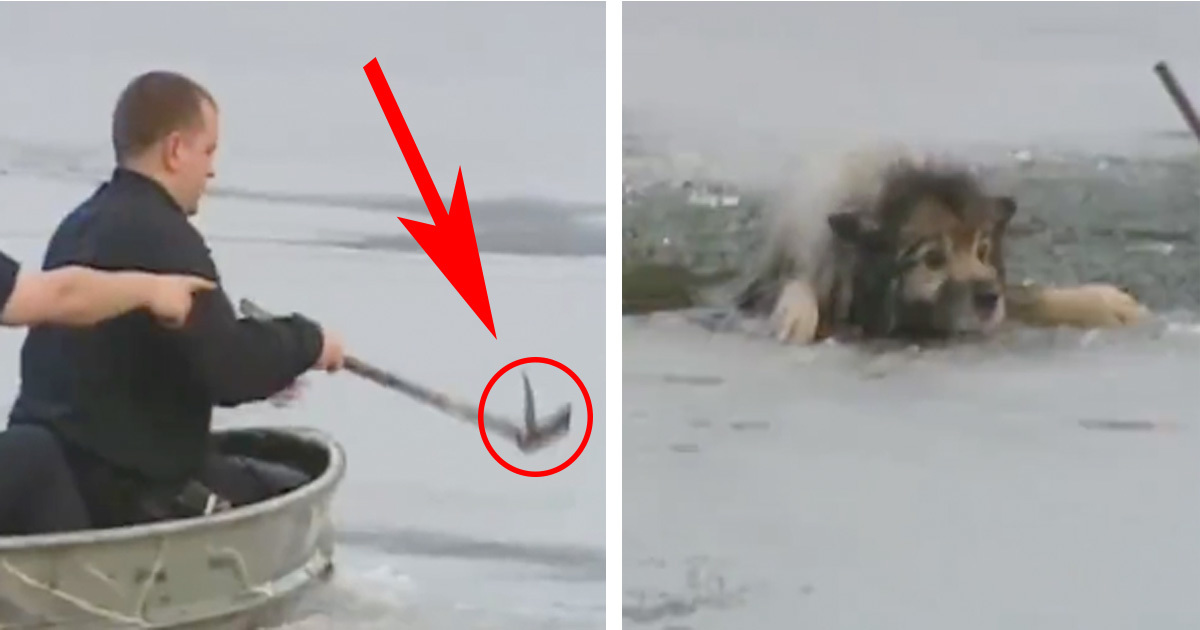 A Dog Falls Into The Ice. What These Men Do Next Will Warm Your Heart ...