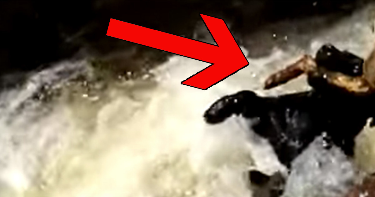 Labrador is about to drown - now watch the other dog become a hero