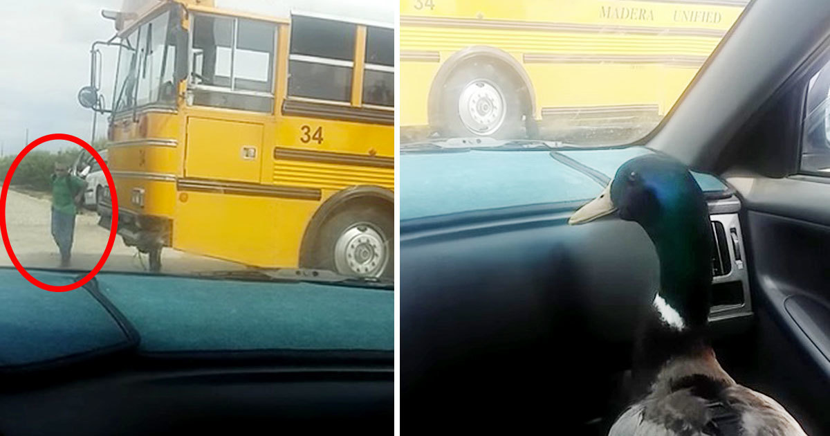 duck - Read up on all the latest about duck on Newsner