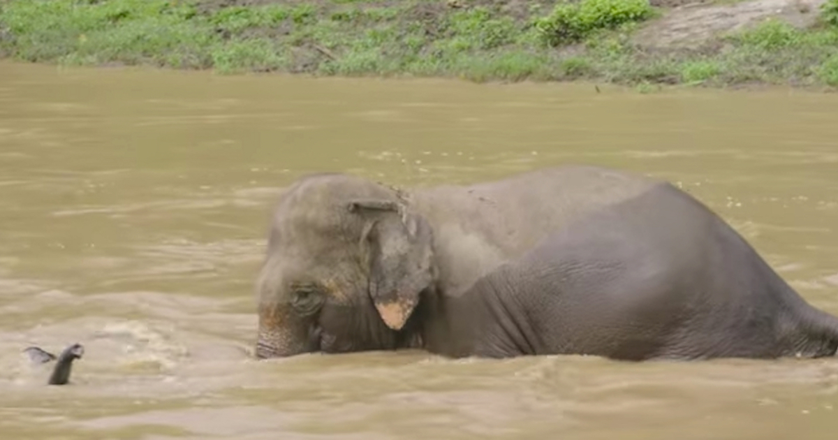 Elephant rushes into river to save baby from being swept away and drowned
