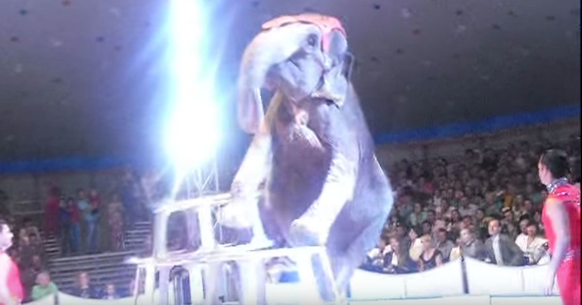 Elephant Falls Backward While Performing Difficult Trick. And Its ...