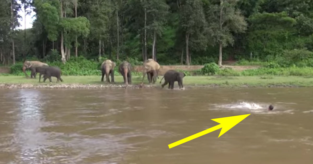 Elephant throws herself into the water to save a man she thinks is drowning