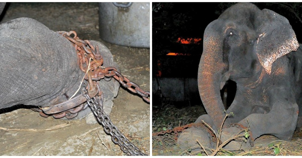 Elephant has been chained his whole life