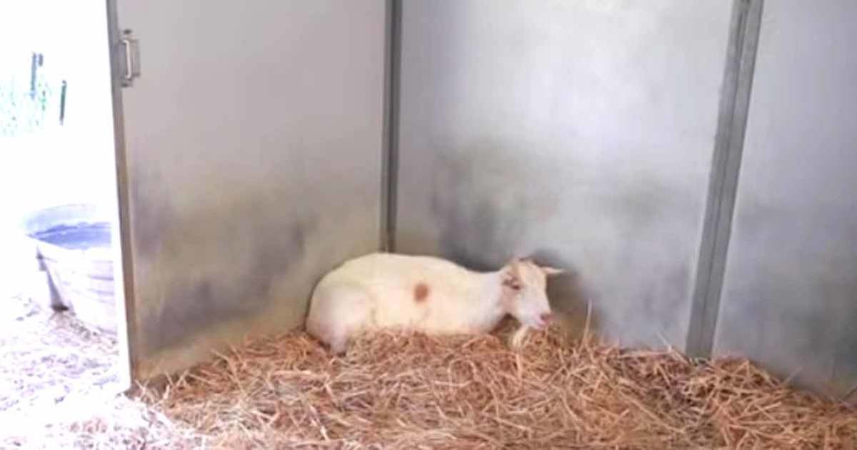 The Goat Was Depressed And Refused To Eat. But When He Meets His Friend ...