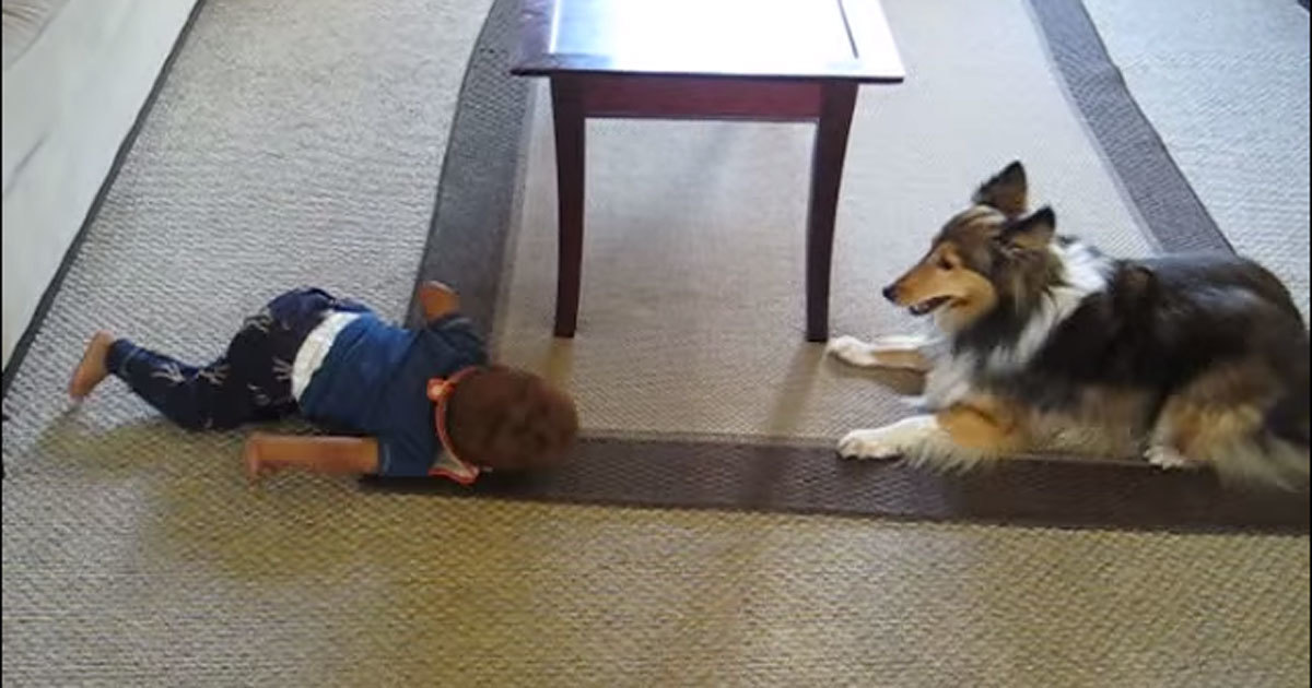 No One Believed Their Story About The Boy And The Dog. But When They ...