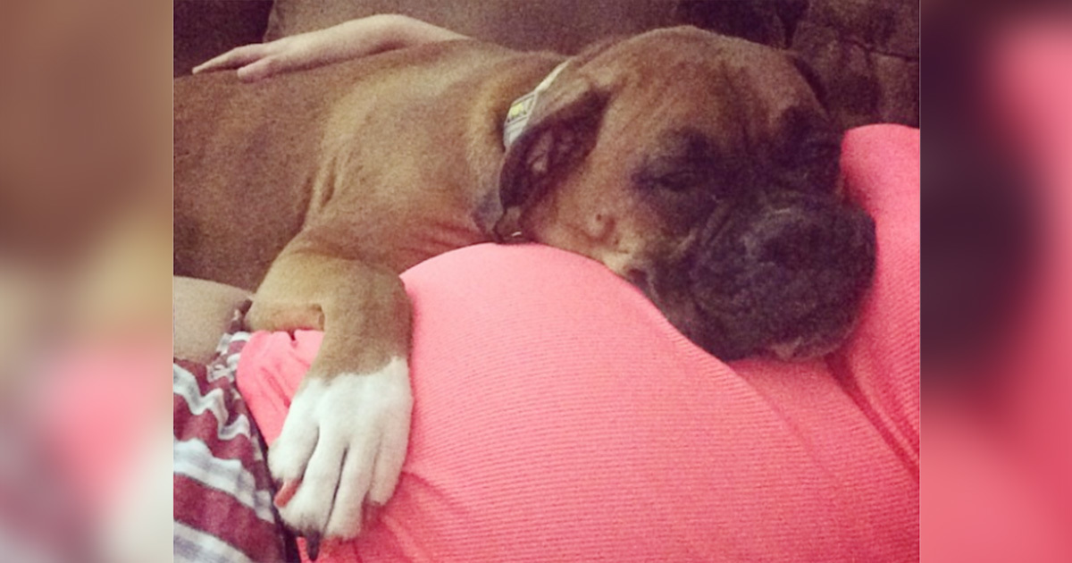 8 Dogs Who Can’t Wait To Meet The Little Miracles In Mom's Belly.