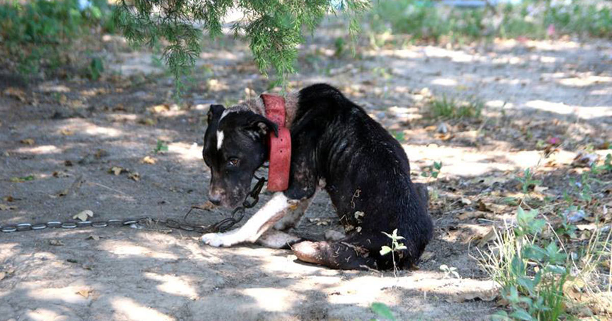 After years of neglect, 14 dogs are unchained and given a new life