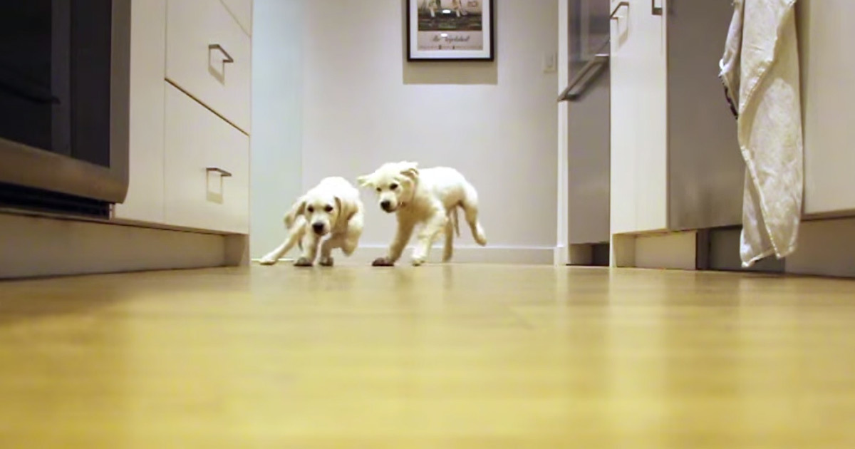 They Spent 9 Months Recording When Puppies Are Running To Eat. The ...