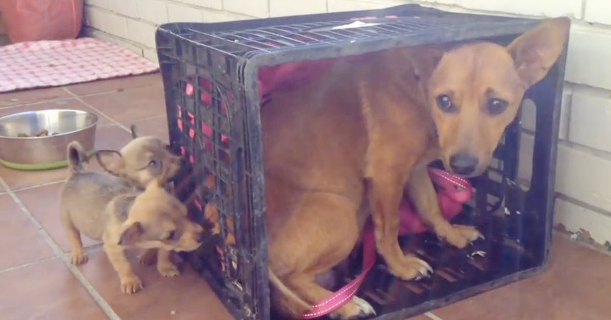 Mother Dog Is Reunited With Her Beloved Puppies After Much Heartbreak.