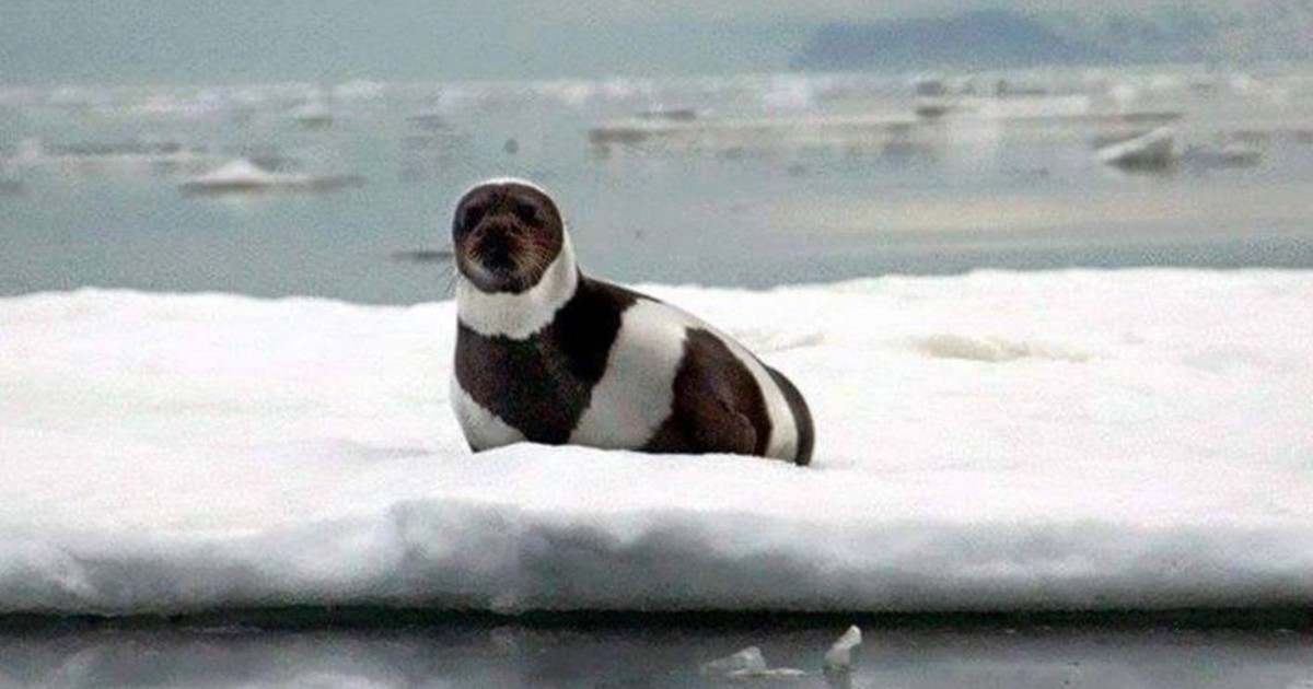 Rare seal reveals its gorgeous stripes for the first time in years