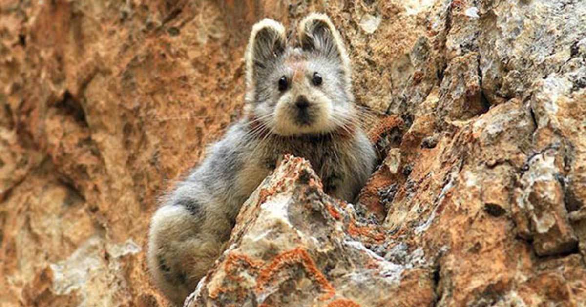 Rare animal captured in pictures for first time in 20 years