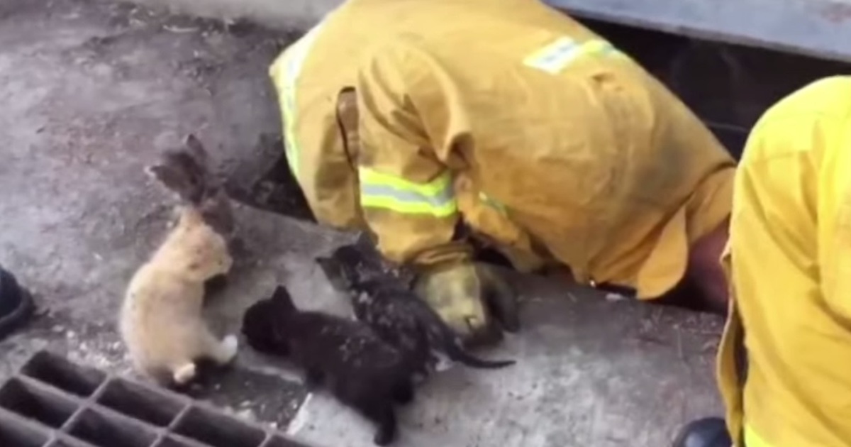 Firefighters rescue 8 kittens from sewer and return them to their ...