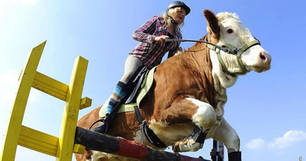 15-Year-Old Girl Teaches The Family Cow To Jump Like A Horse.