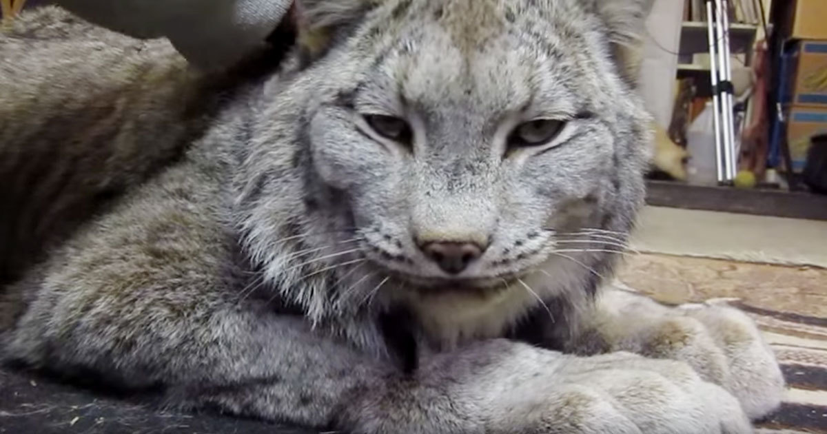 Huge Lynx purrs like a cat when his favorite people pet him