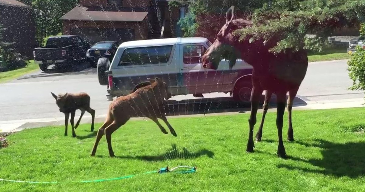 Woman Turns On Sprinkler And Gives This Moose Family The Best Day Ever.