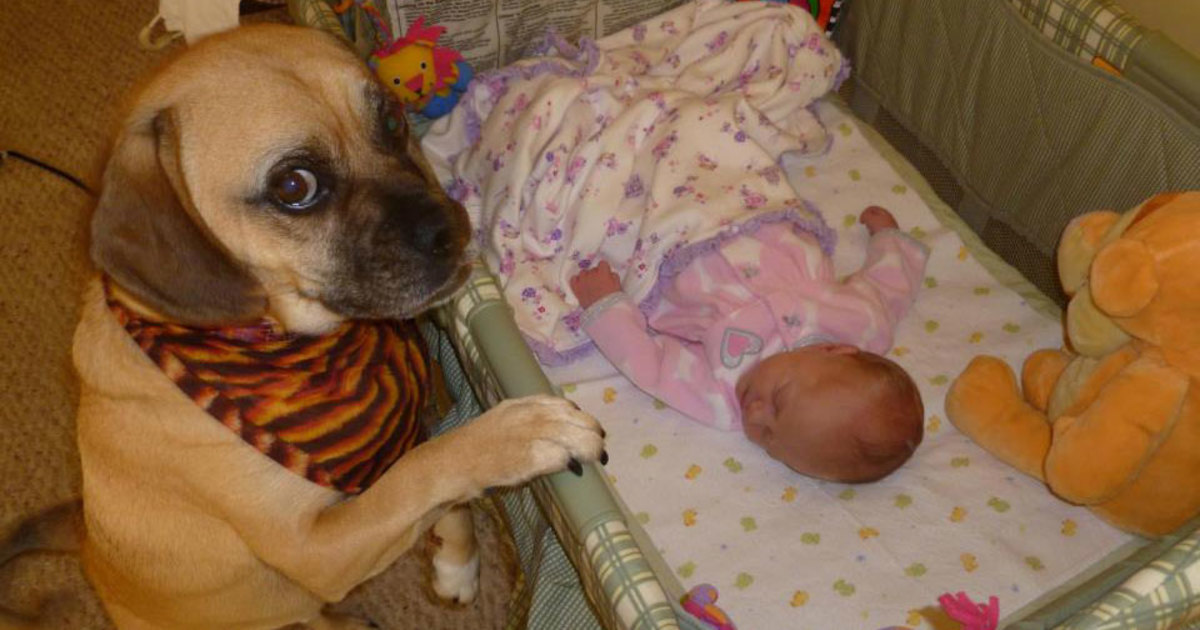 20 Of The Cutest Pictures Of Dogs And Babies On The Internet.