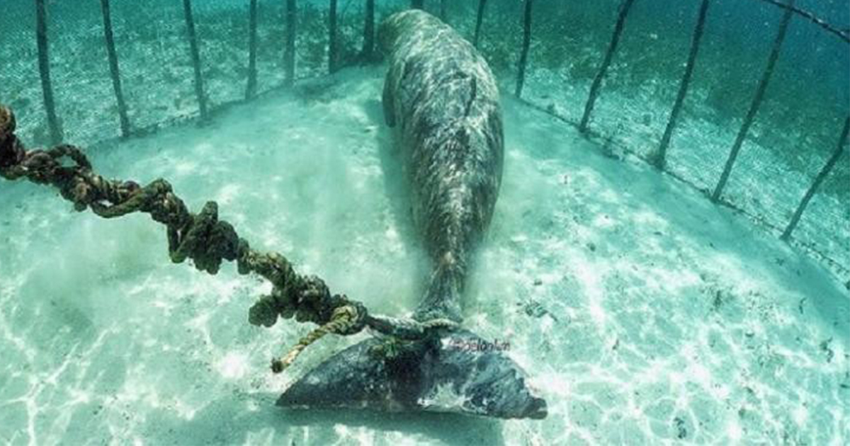 Divers make a terrible discovery - find a marine animal tied up in ...